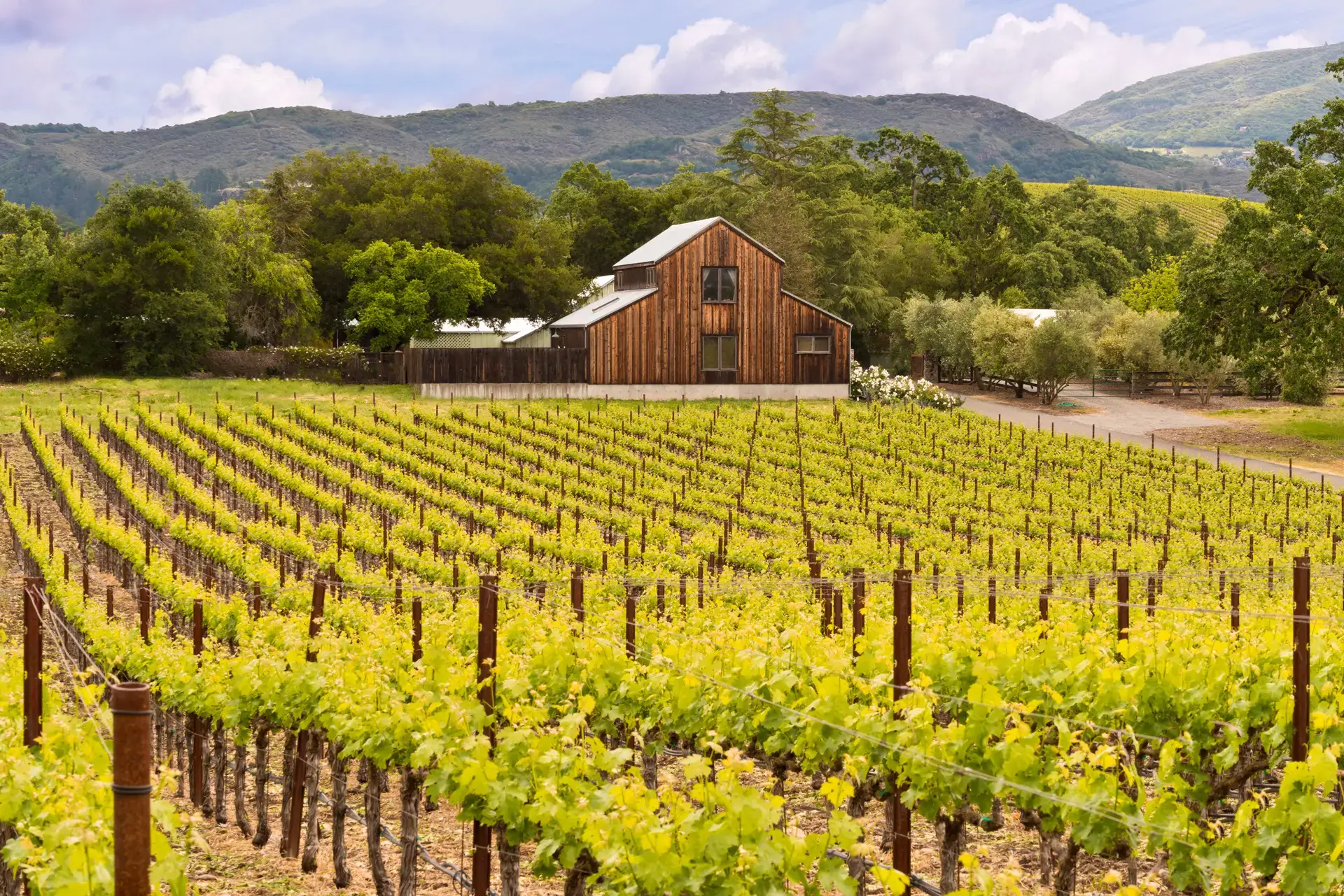 Our Producers | A-Wines California