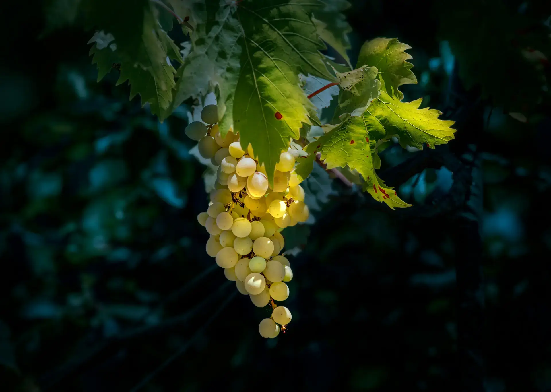 Our Wine Experts | A-Wines California